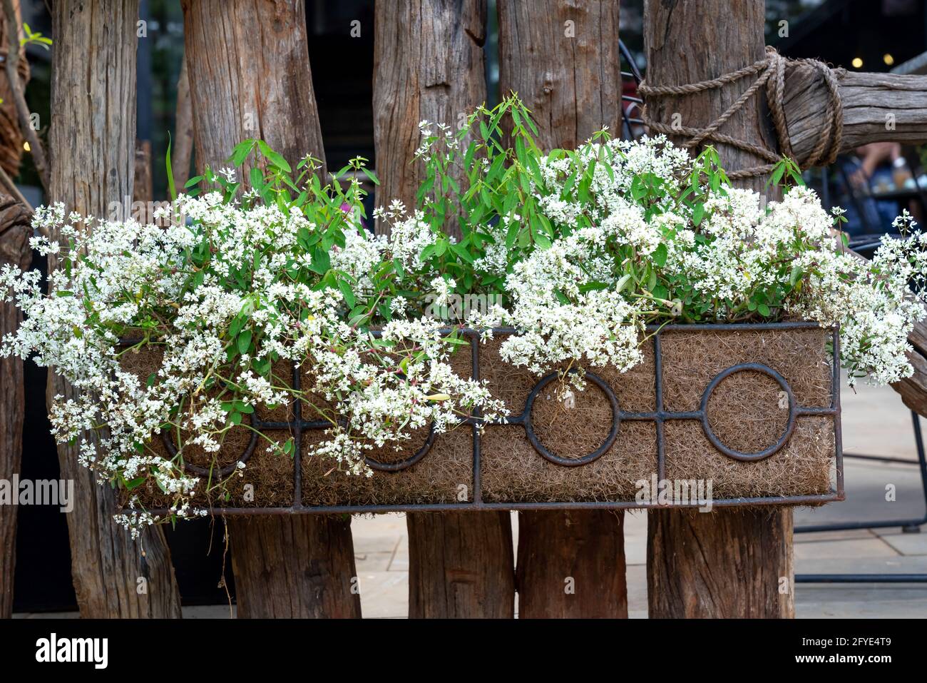Wooden container with white flowers. Part of an arbor in the garden ...