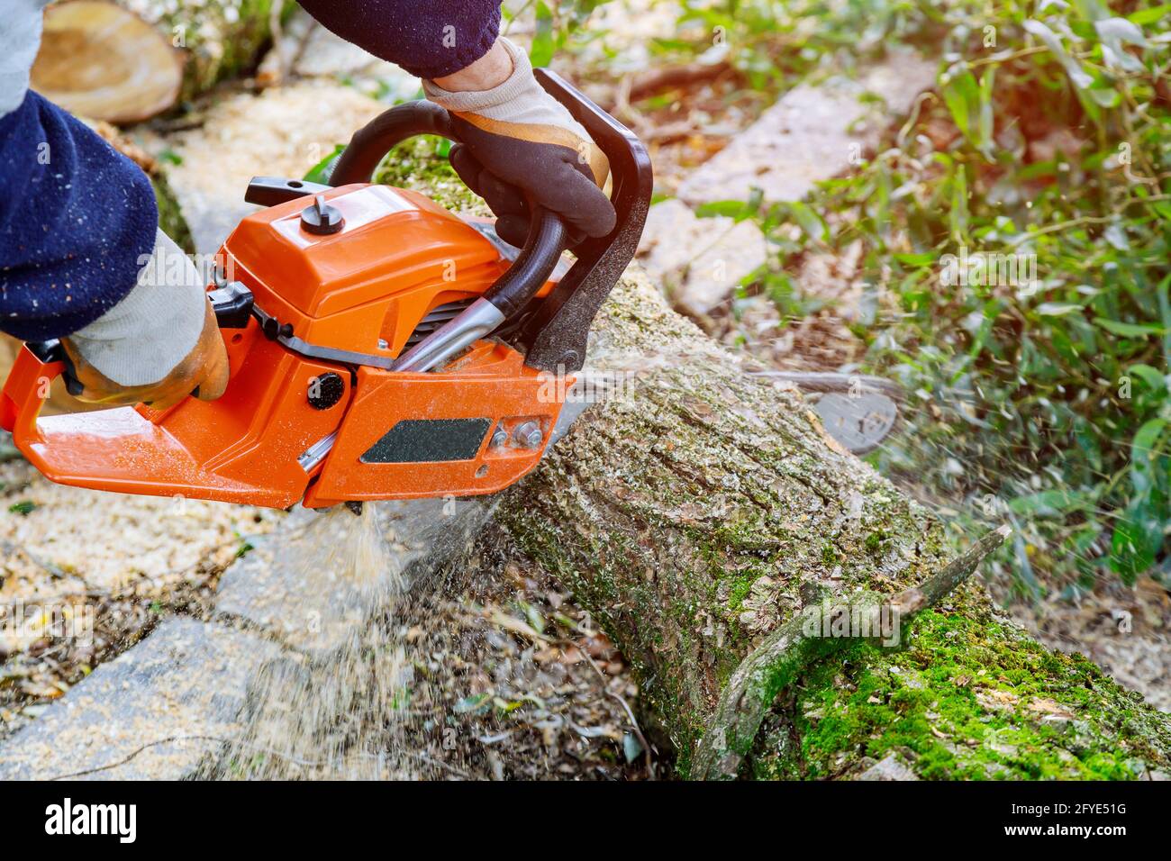 Man cutting tree hi-res stock photography and images - Alamy