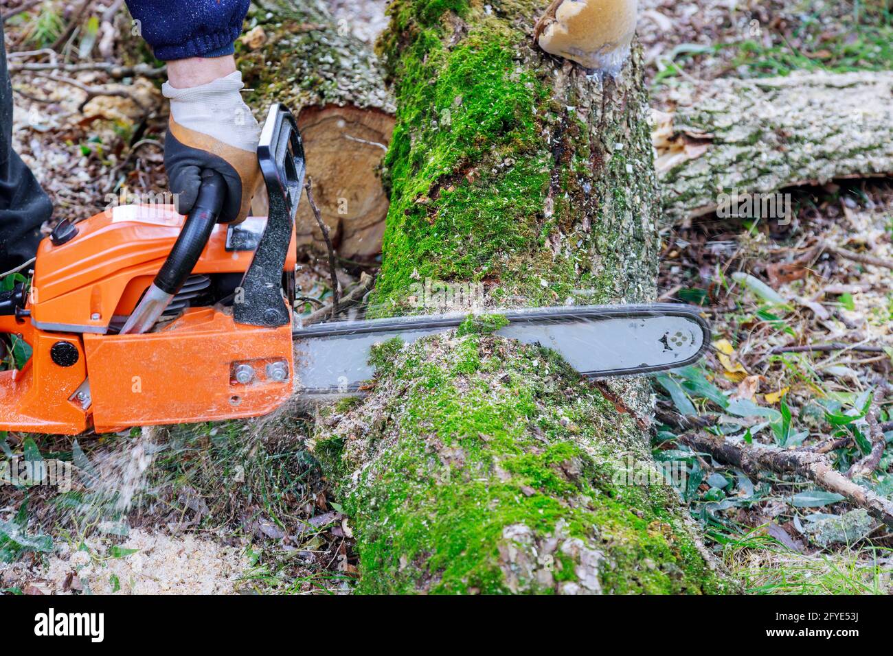 Professional tree cutter hi-res stock photography and images - Alamy