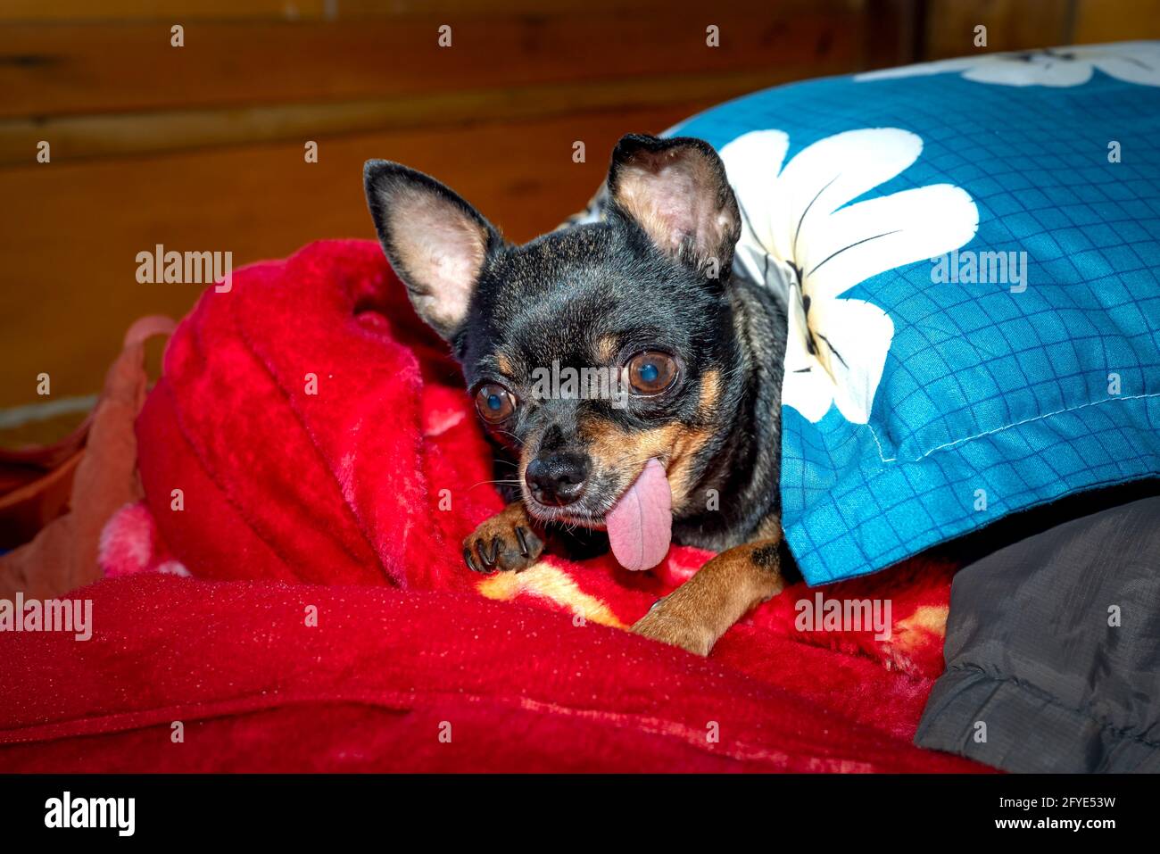 Chihuahua pet dog lying in a warm blanket when the weather outside is ...