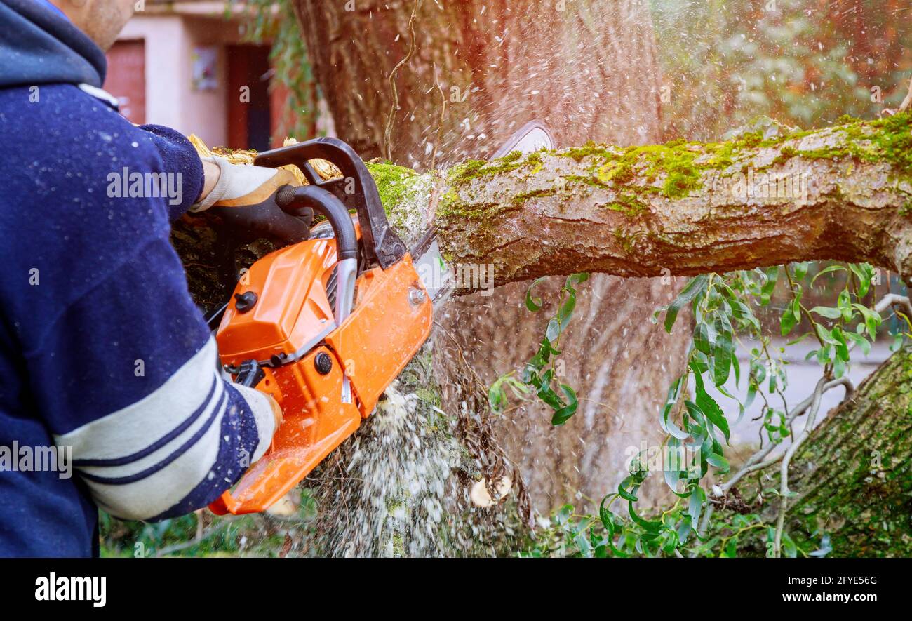 A tree at work up a tree is cutting a tree branch using a chainsaw on ...