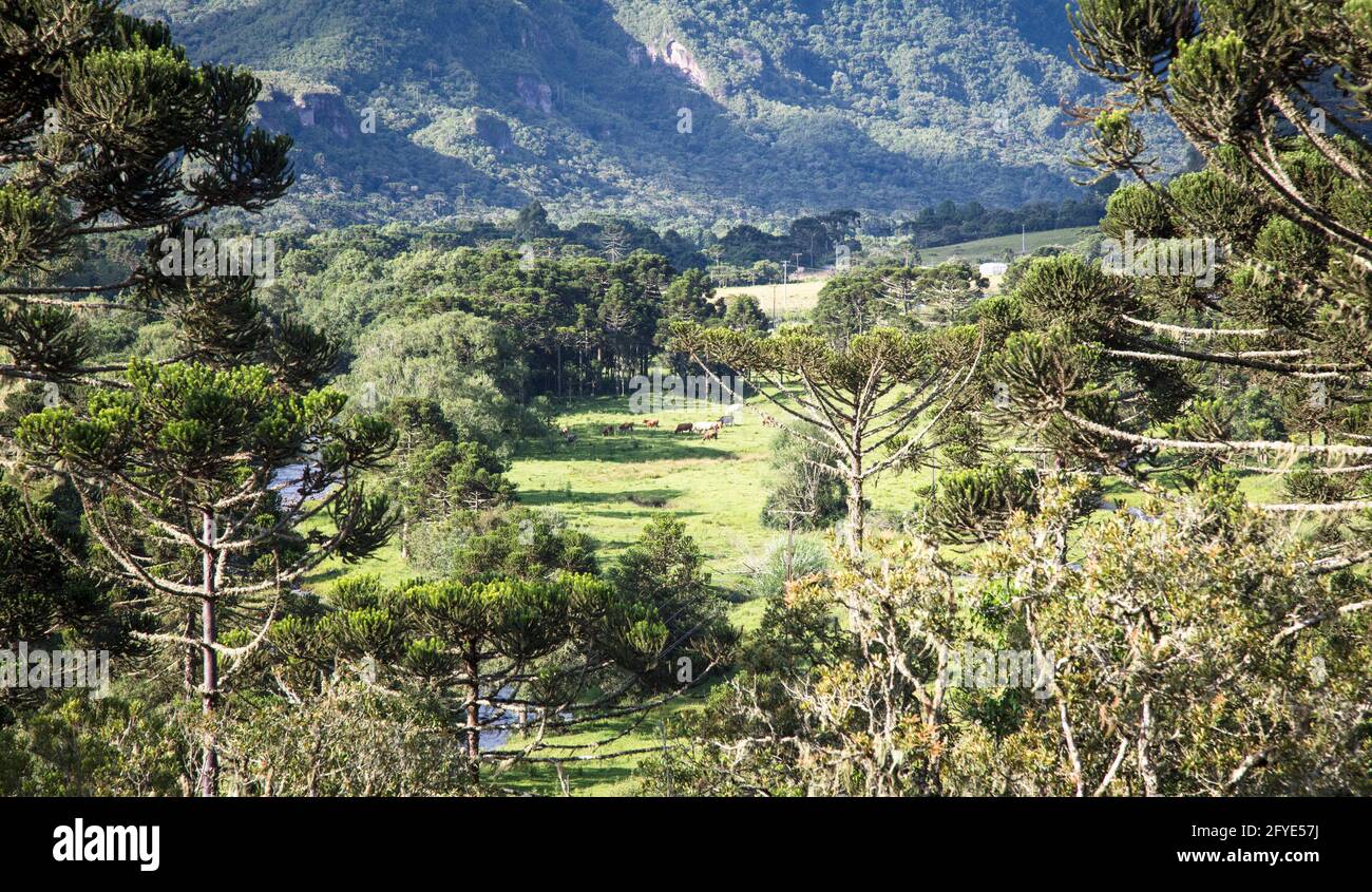 Brazil agriculture landscape hi-res stock photography and images - Alamy