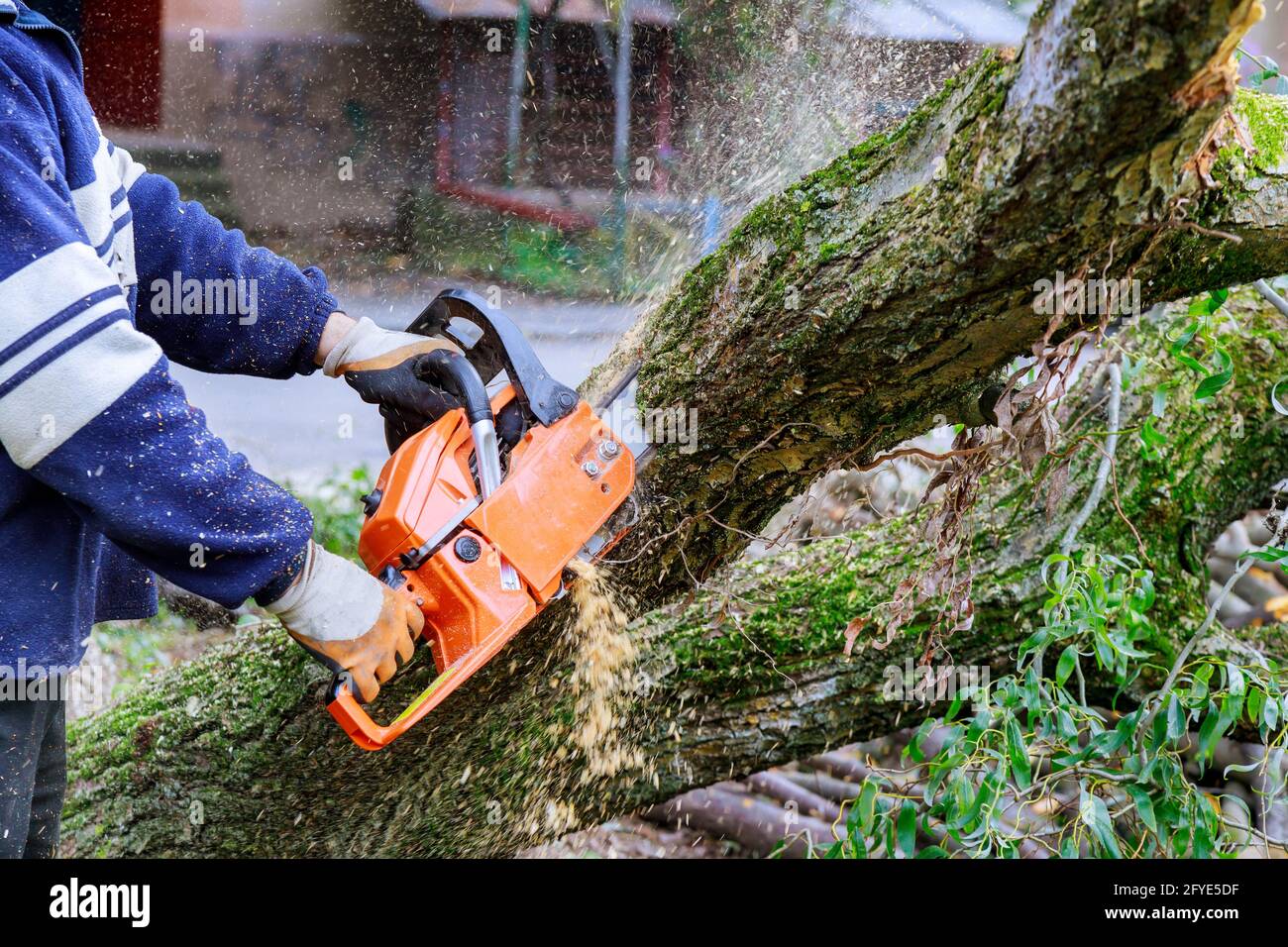 Tree falling in broken the tree after a hurricane cut with a chainsaw ...