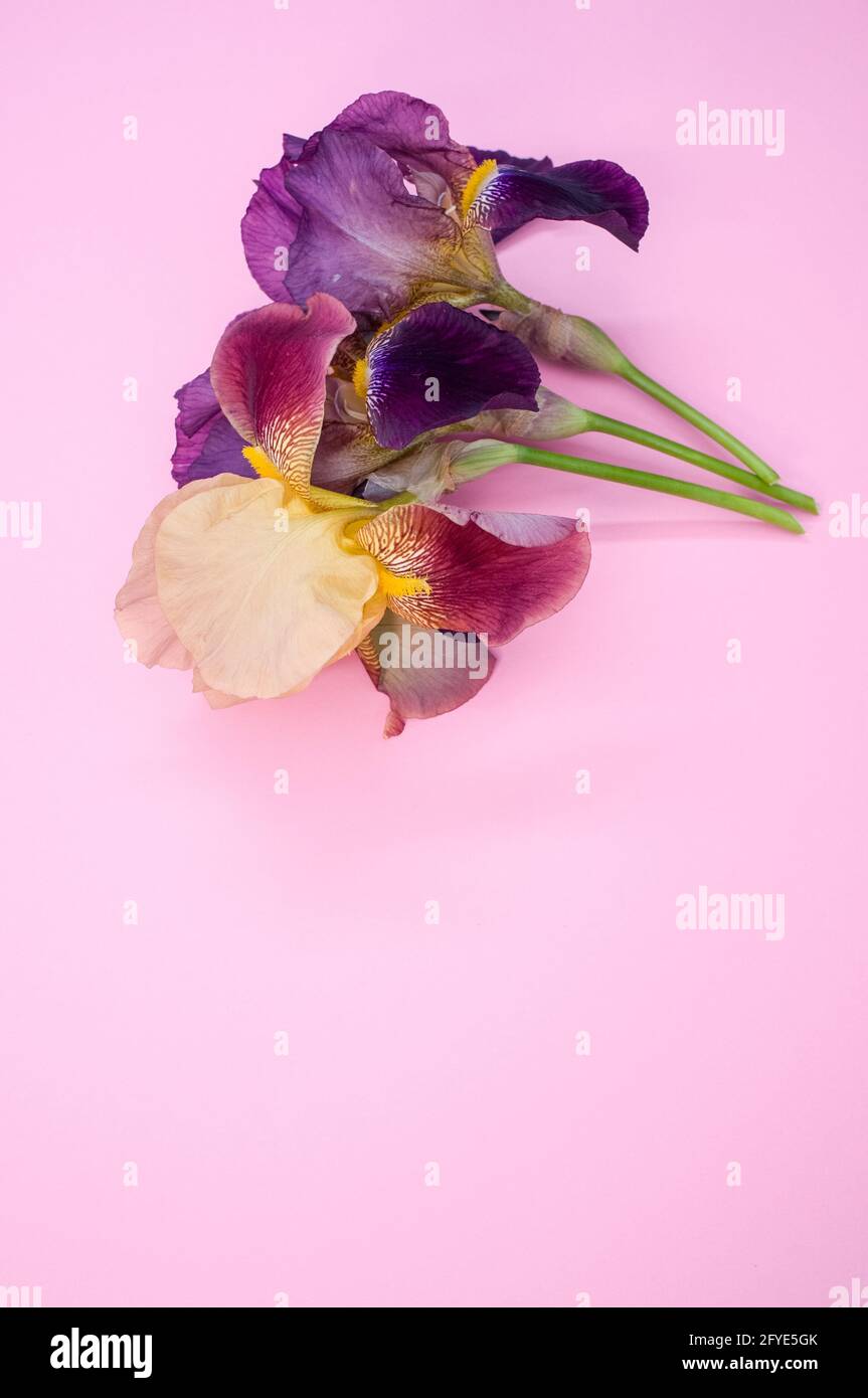 Closeup shot of purple iris flowers on a pink background Stock Photo ...