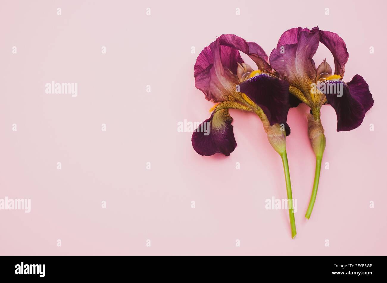 Closeup shot of purple iris flowers on a pink background Stock Photo ...