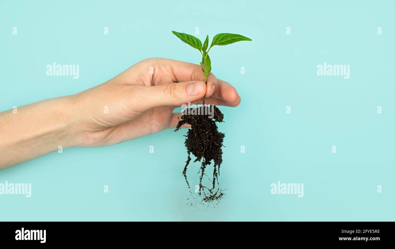 Seed sprout leaves roots grow hi-res stock photography and images - Alamy