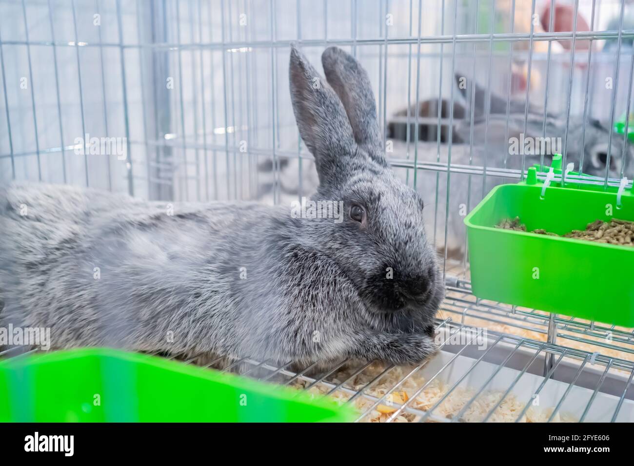 Cute light grey rabbit in the cage at agricultural animal exhibition ...