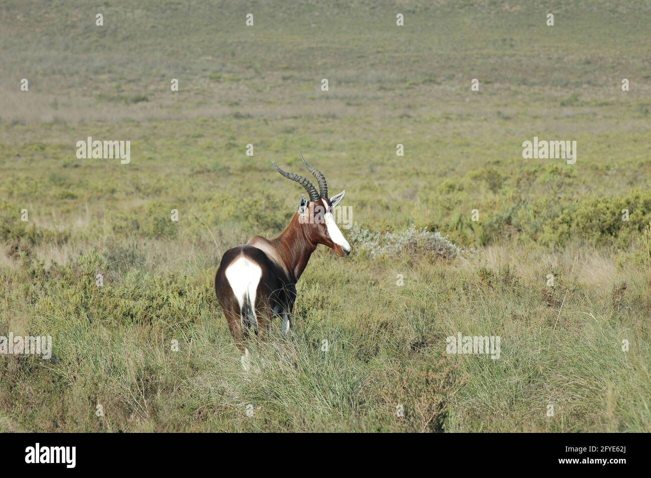 Bontebok, Damaliscus pygargus, amongst Fynbos shrubland, Bontebok ...