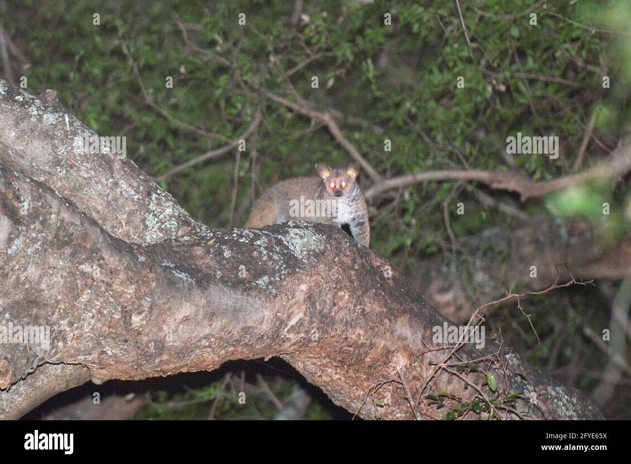 Thick-tailed Bushbaby, Otolemur crassicaudatus, on tree, night game ...