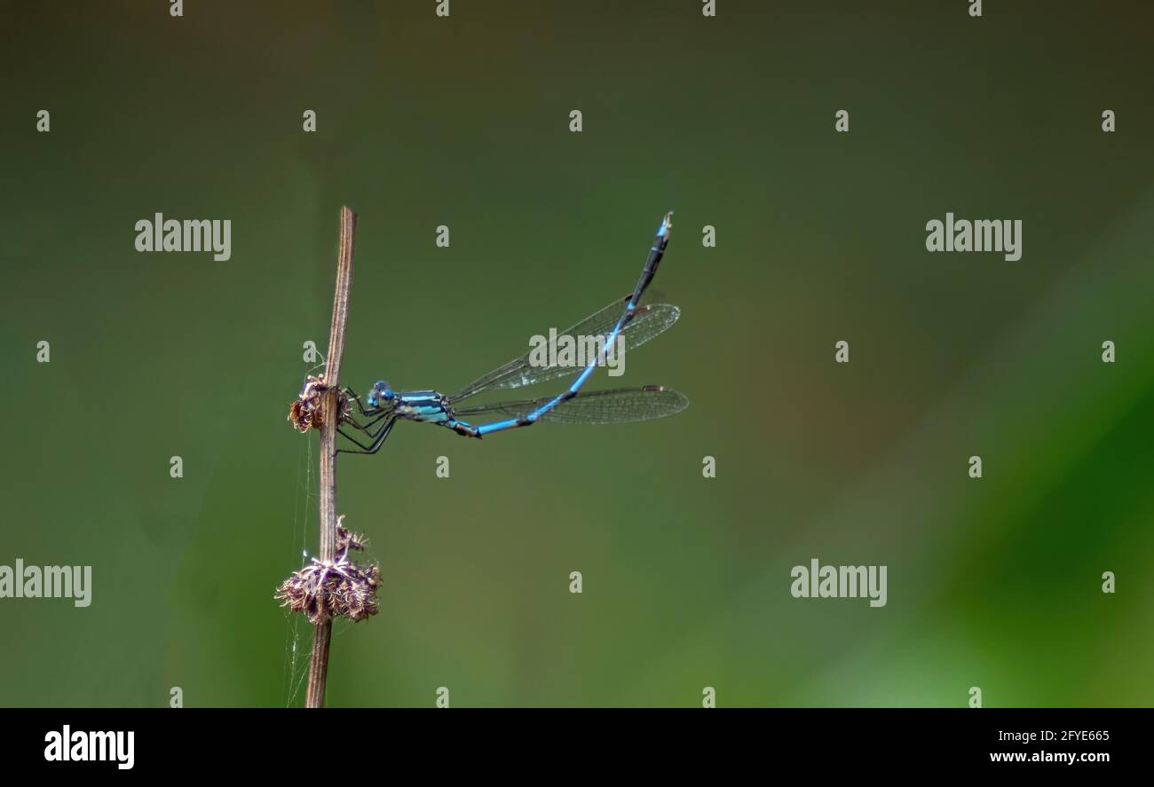 Himalaya insects hi-res stock photography and images - Alamy
