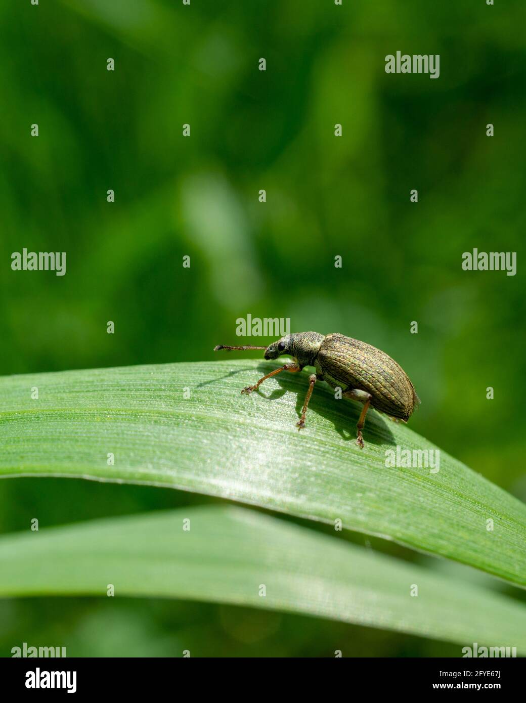 Selective focus shot of a weevil on green leaf Stock Photo - Alamy