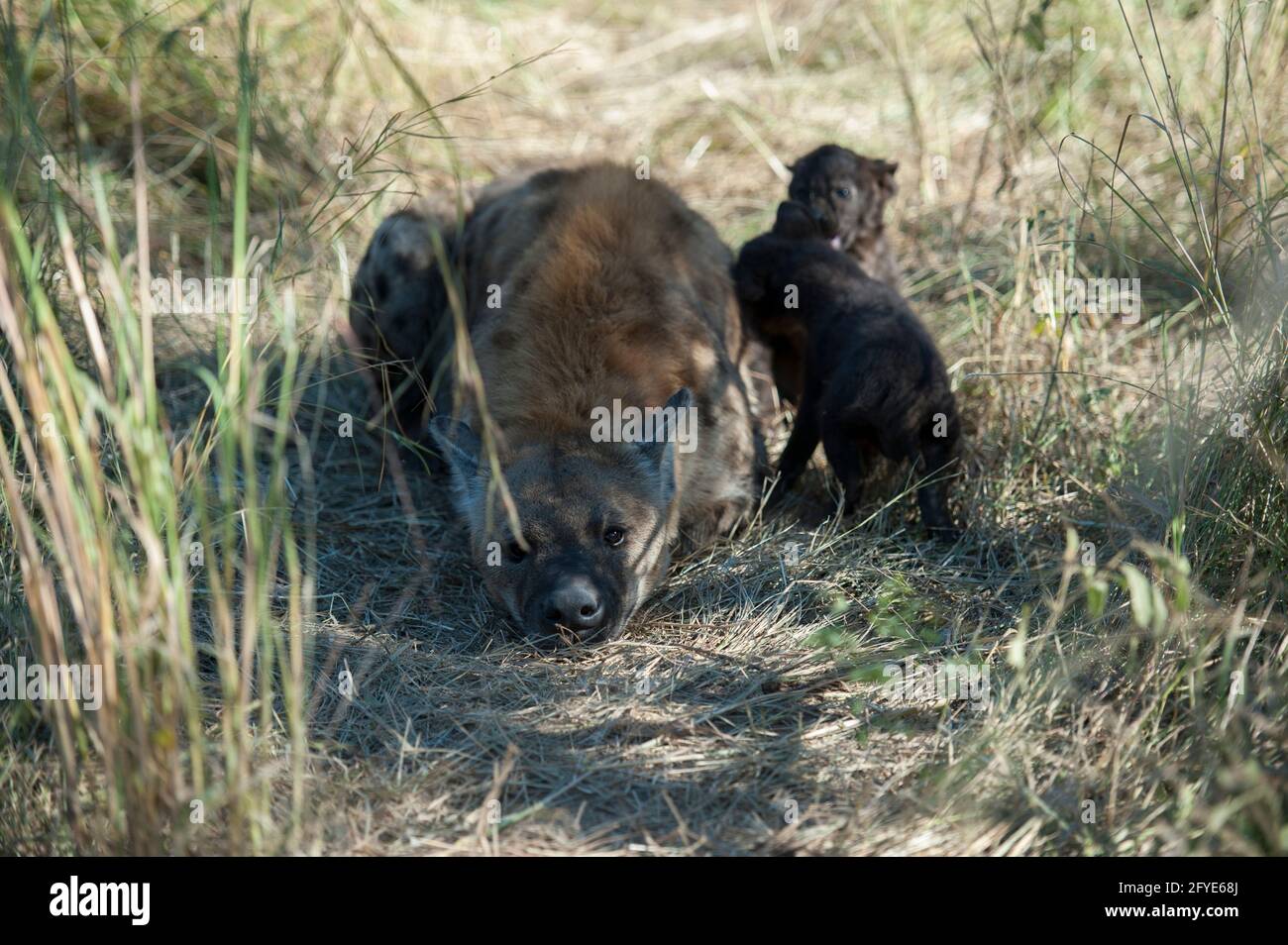 Female Spotted Hyena, Crocuta crocuta, with pair of cubs, Kruger ...
