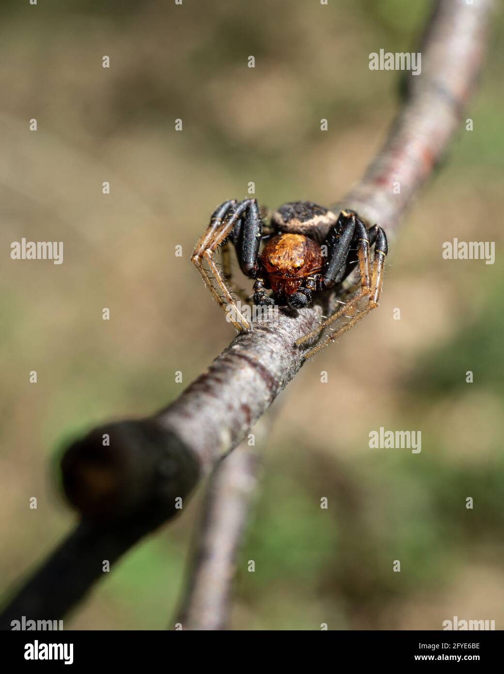Selective focus shot of a poisonous spider on the tree branch Stock ...