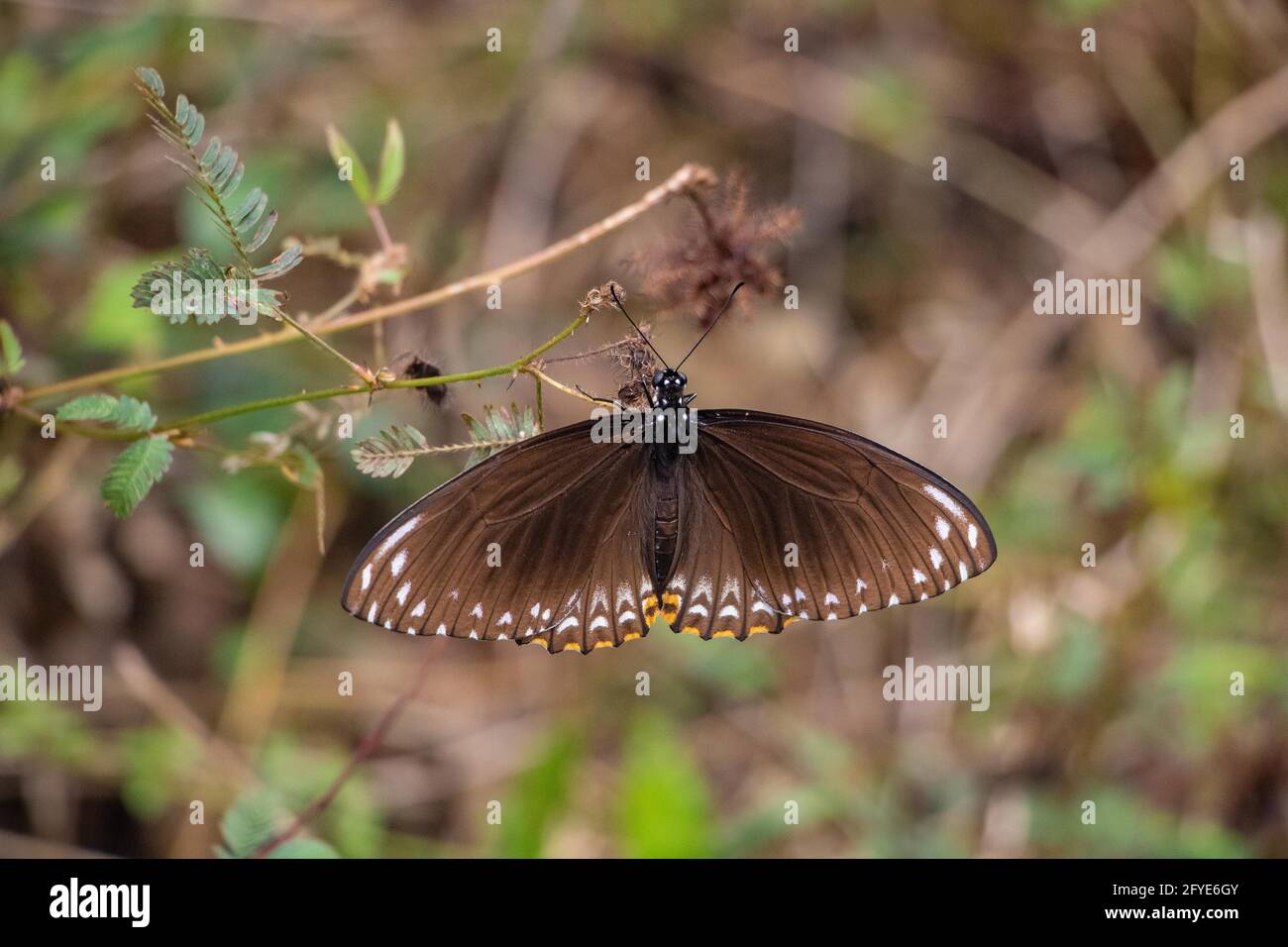 Common mine butterfly hi-res stock photography and images - Alamy