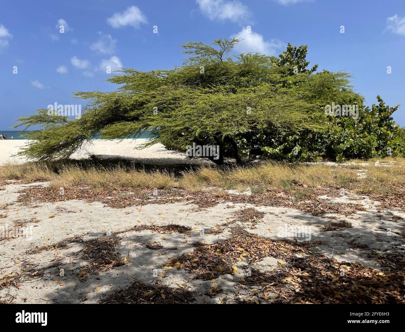 Green tree on a beach in Aruba Stock Photo - Alamy