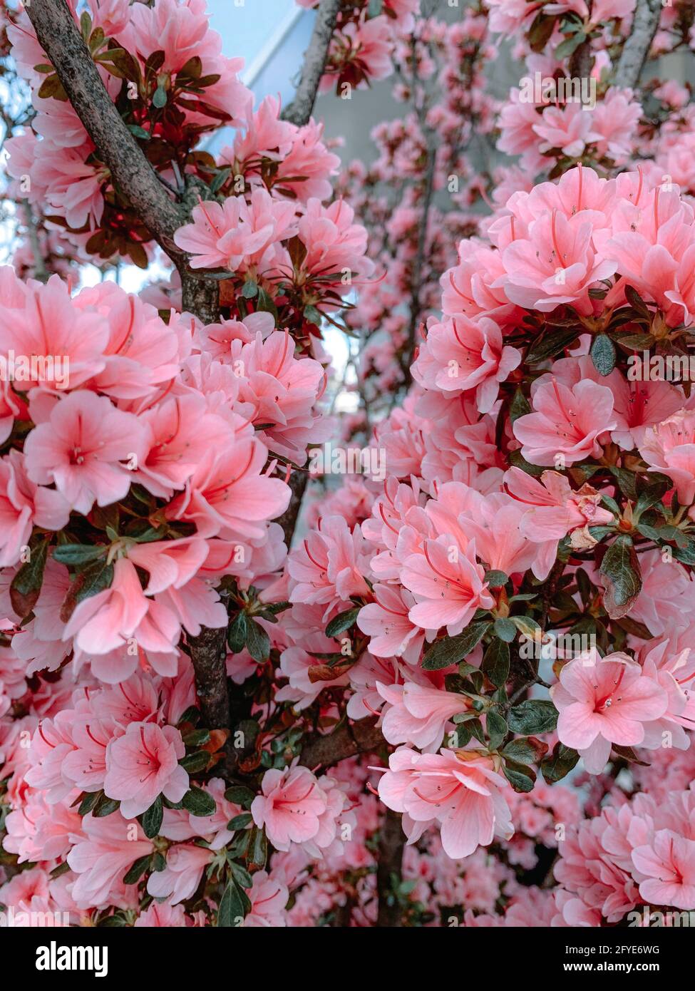 Vertical shot of the pink flowers of a Japanese magnolia tree Stock ...