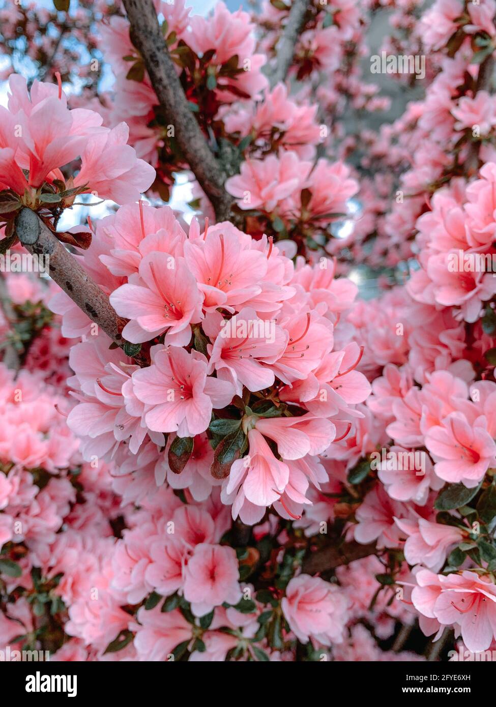 Vertical shot of the pink flowers of a Japanese magnolia tree Stock ...