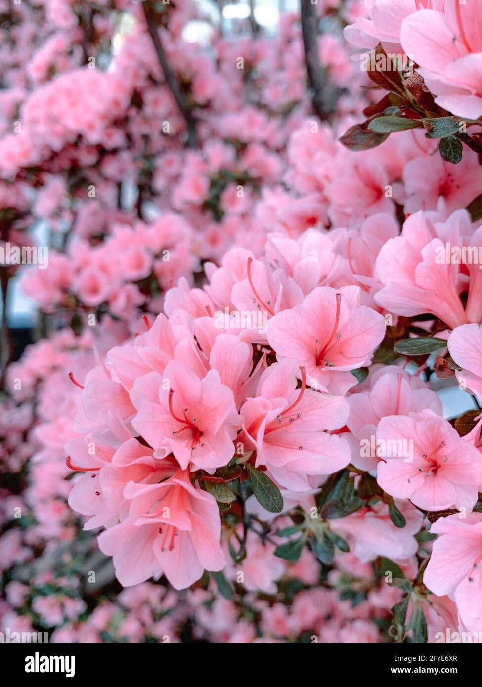 Vertical shot of the pink flowers of a Japanese magnolia tree Stock ...