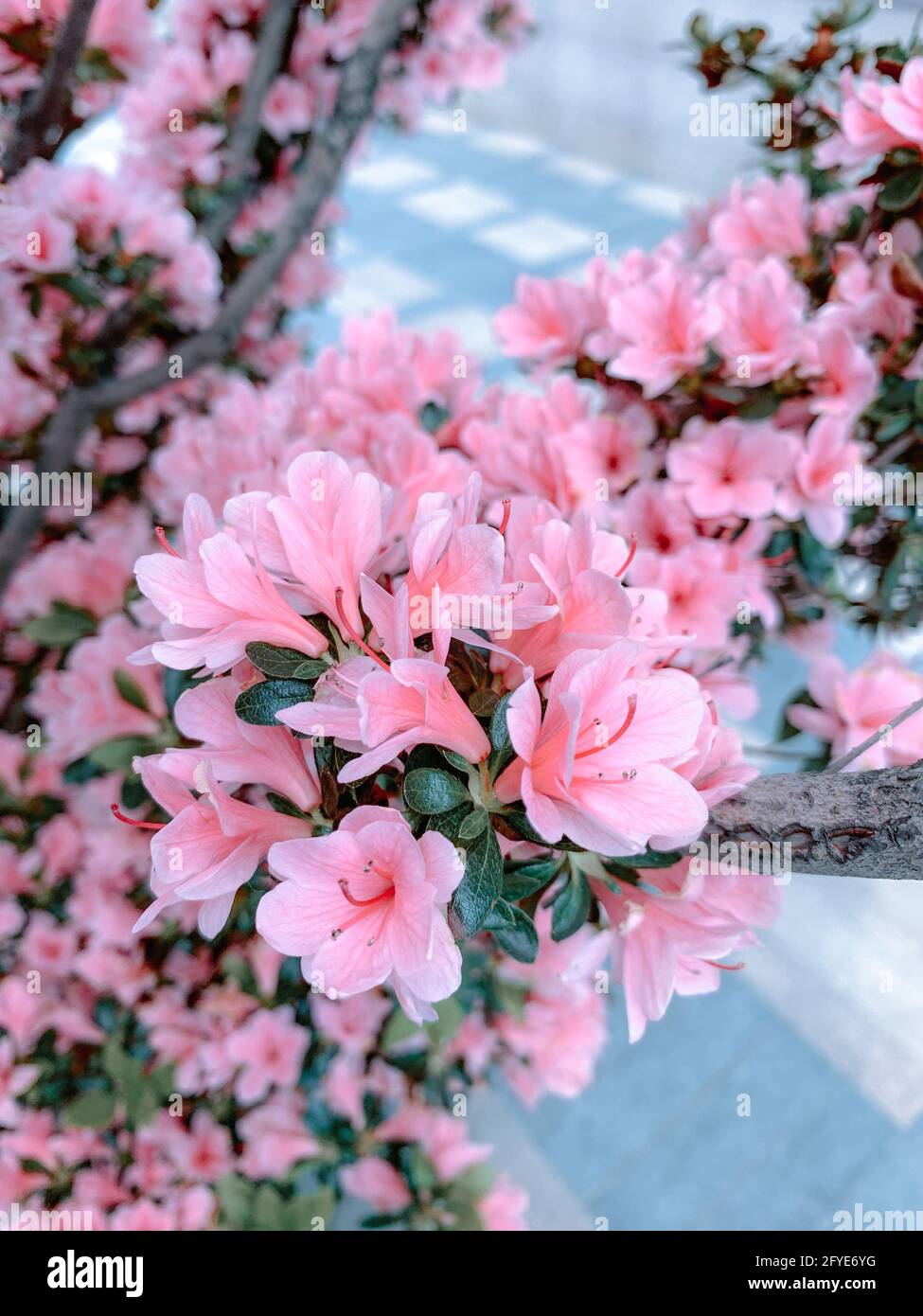 Spring japanese magnolia tree hi-res stock photography and images - Alamy