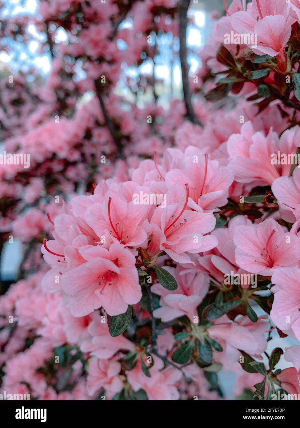 Vertical shot of the pink flowers of a Japanese magnolia tree Stock ...