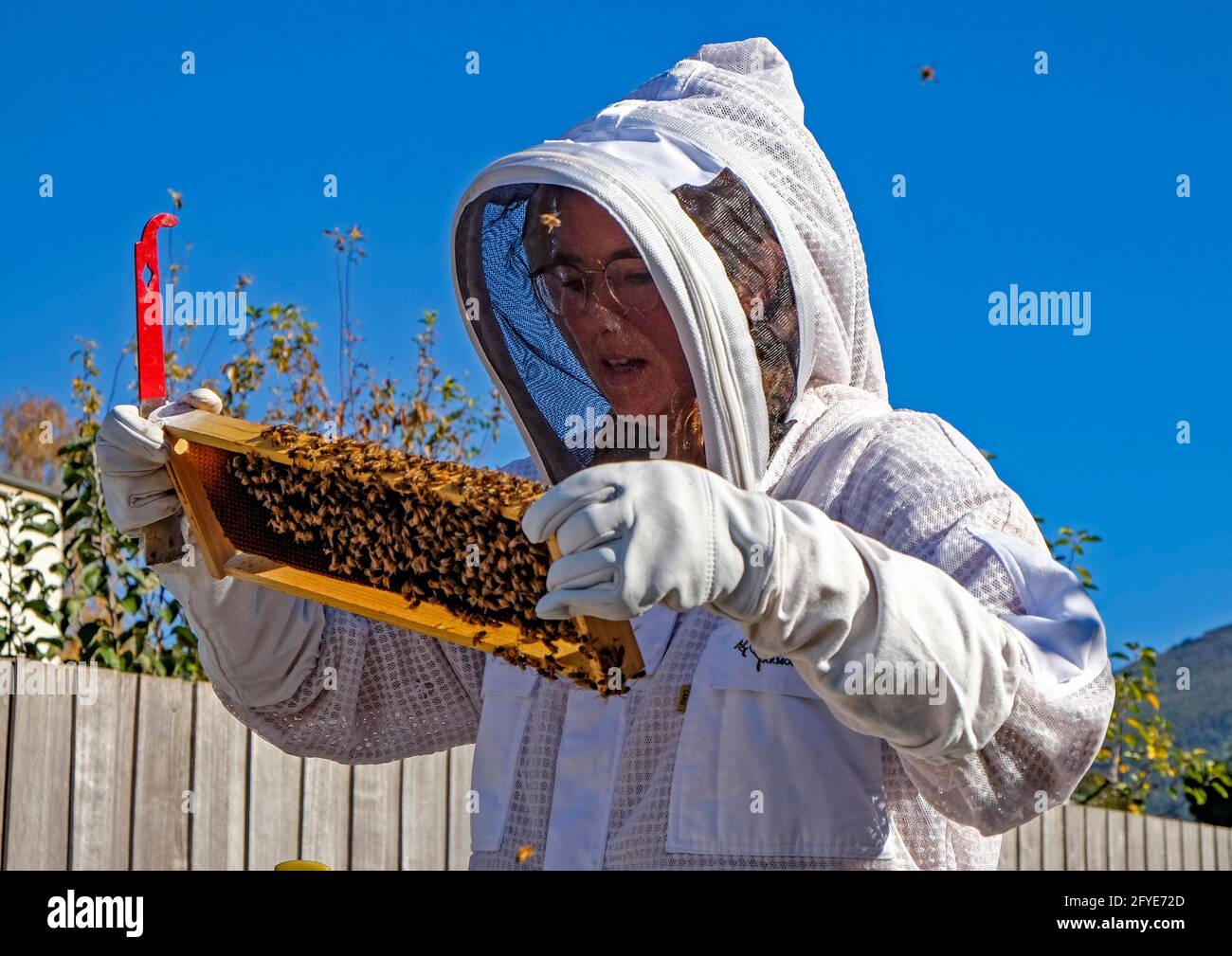 Beekeeper australia hi-res stock photography and images - Alamy