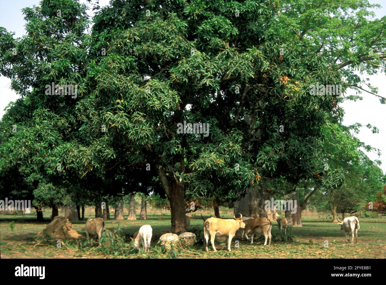 Mango tree in Sierra Leone provides shade for domestic stock, 1978 ...