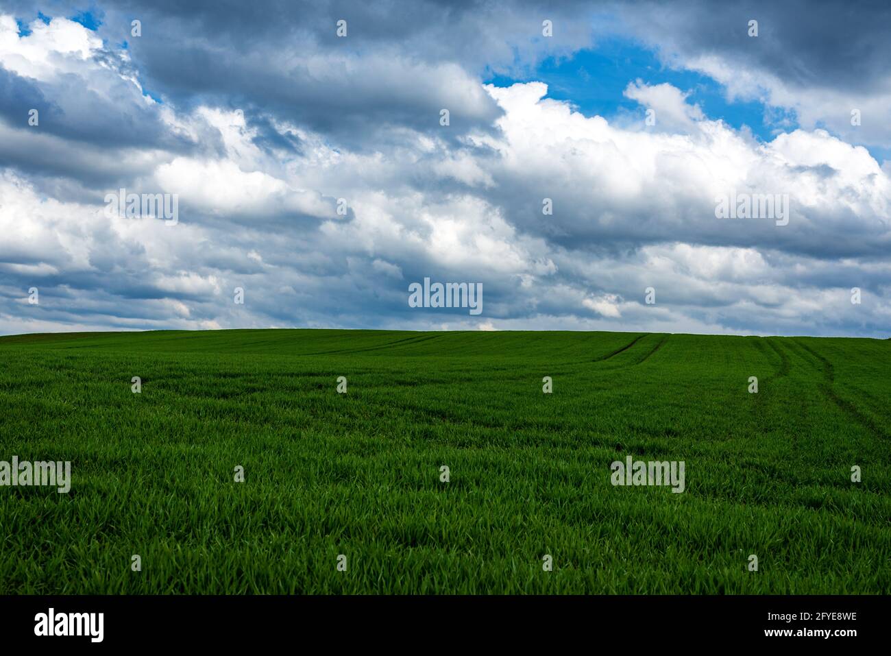 Green field and blue sky white cloud nature background.Farmland. Nice ...