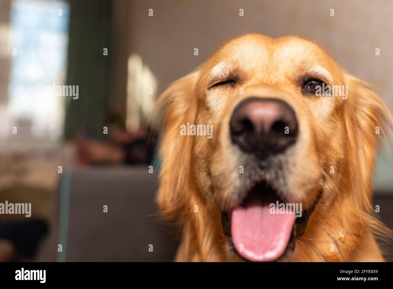 Golden retriever dog one closed eye mouth opened sitting on the floor ...