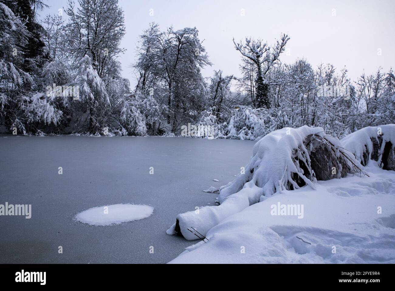 Landscape of a frozen lake surrounded by trees in a forest covered in ...