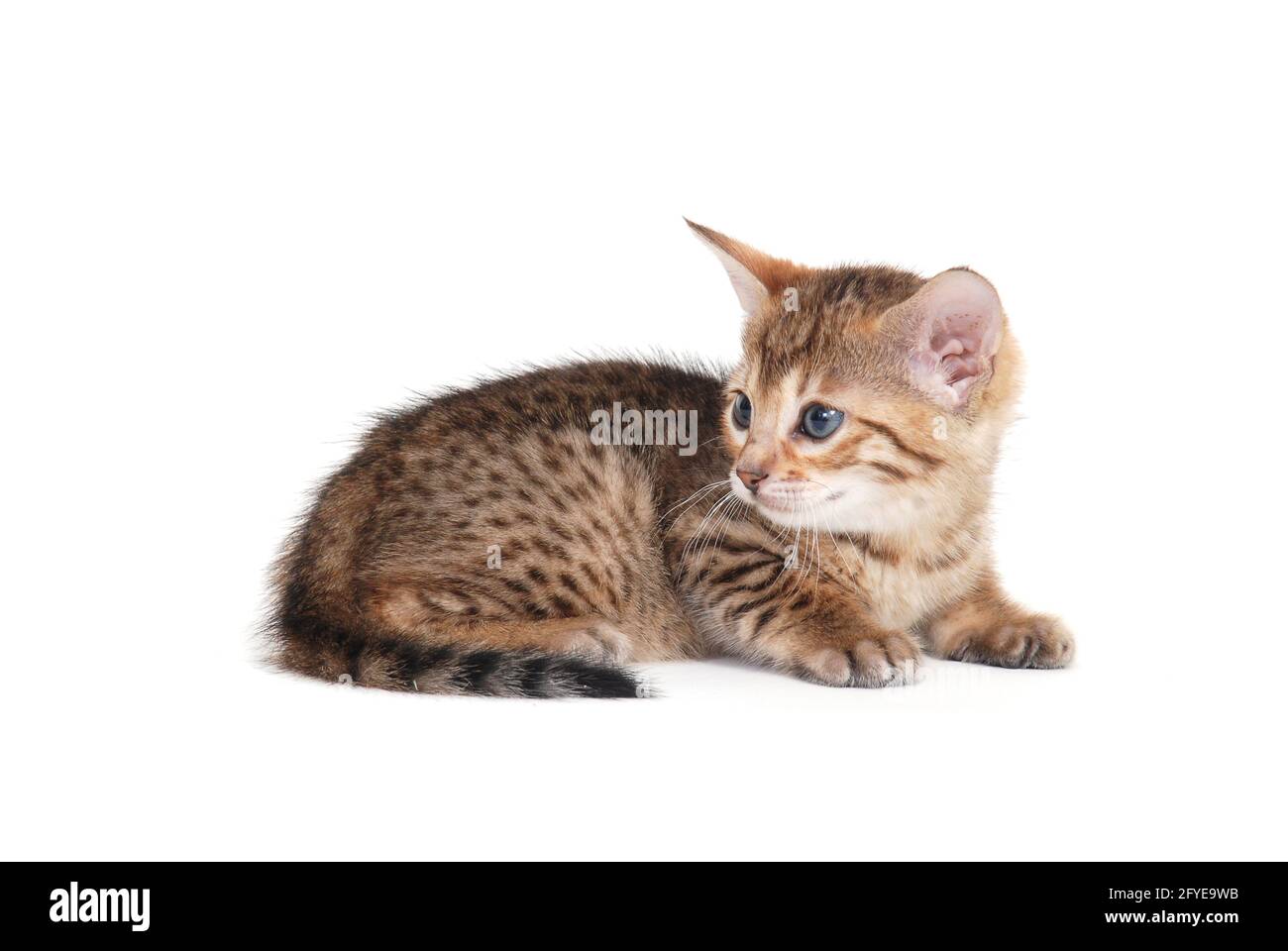 Tabby scottish kitten isolated on hi-res stock photography and images ...