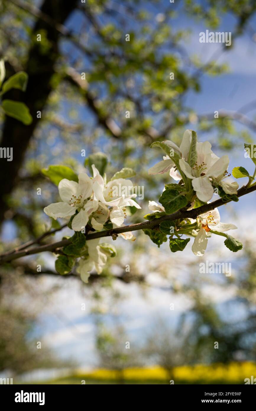 Burry Background High Resolution Stock Photography and Images - Alamy