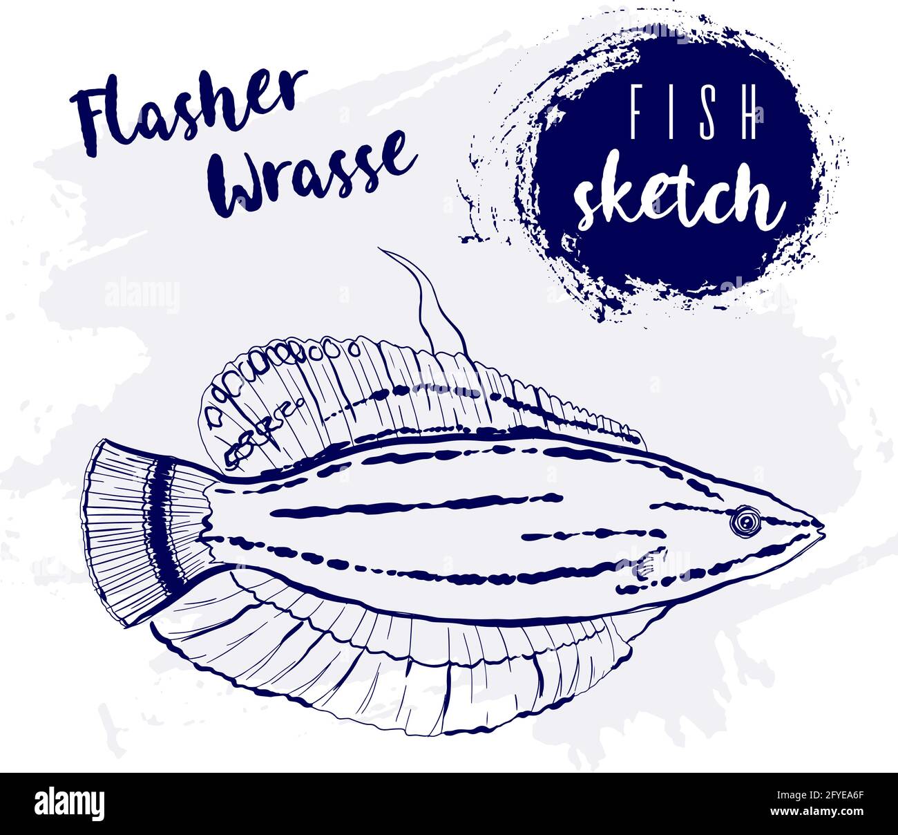Humphead Wrasse Sketch