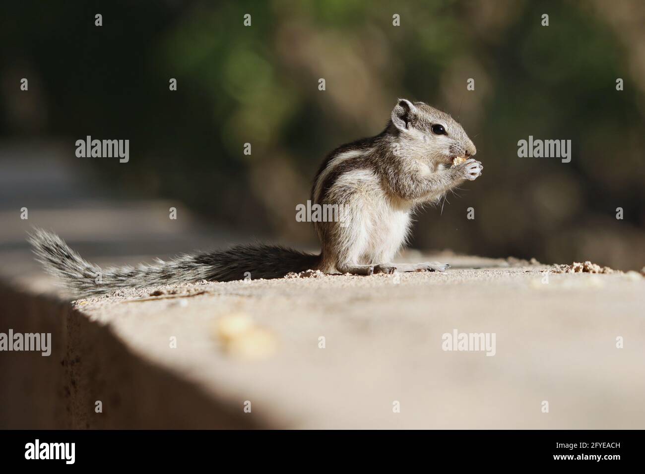 Closeup of an adorable chipmunk standing on the stone surface and ...
