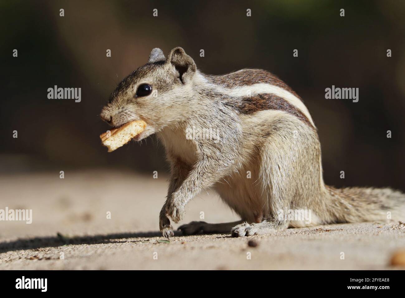 Closeup of an adorable chipmunk standing on the stone surface and ...
