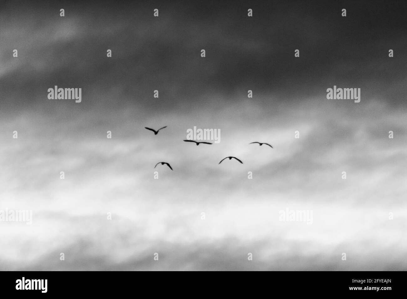 Group free Black and White Stock Photos & Images - Alamy