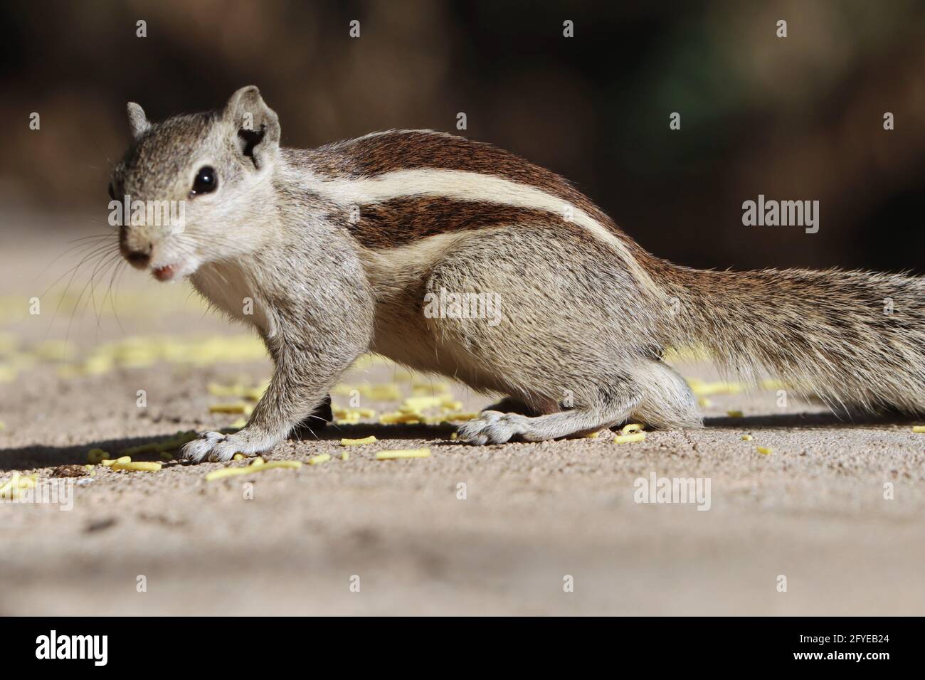 Closeup of an adorable chipmunk standing on the stone surface and ...