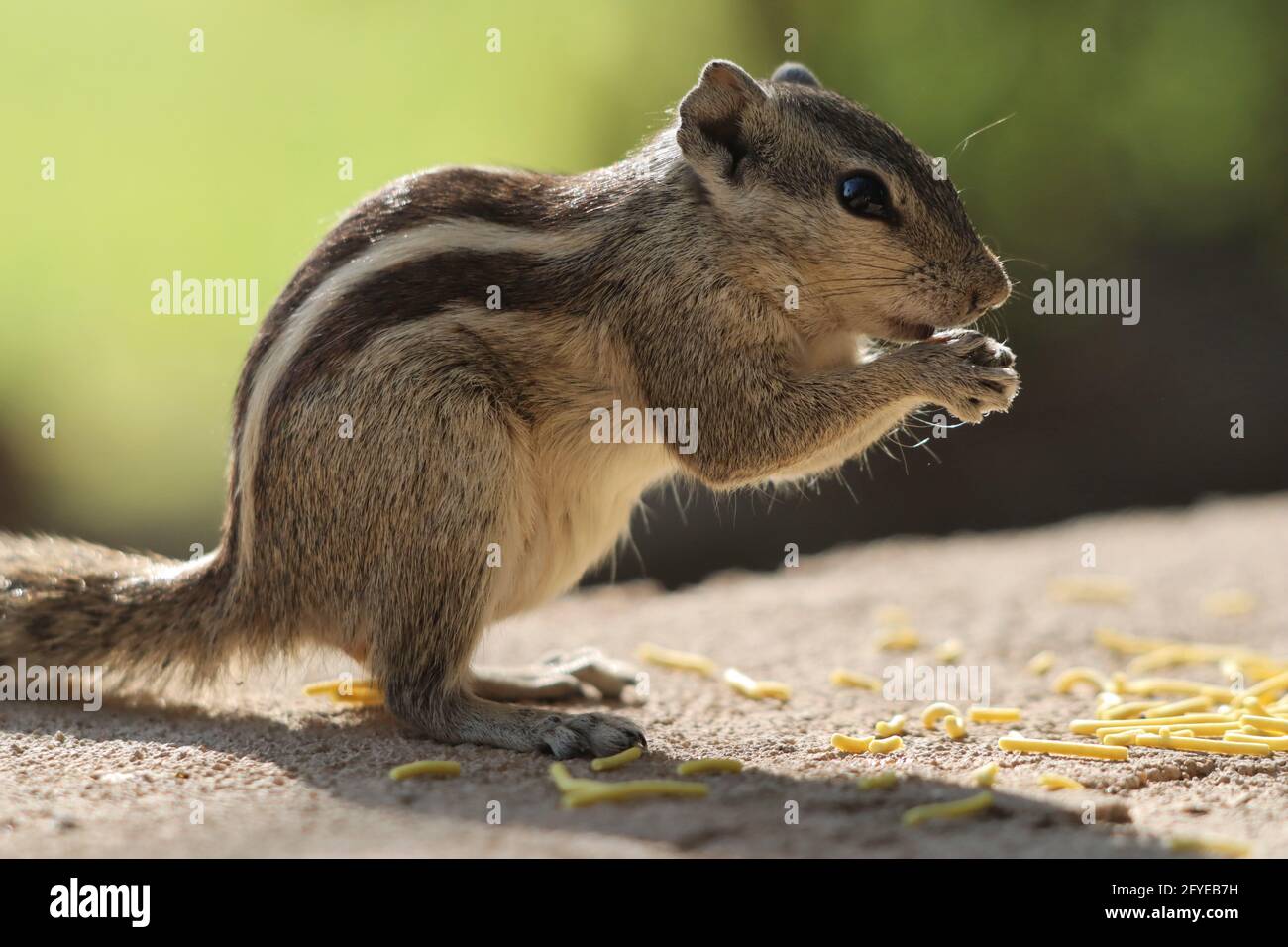 Closeup of an adorable chipmunk standing on the stone surface and ...