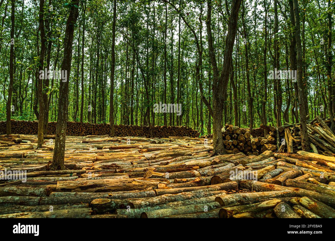 Ghajini is a famous green forest in the Sherpur district of Bangladesh ...