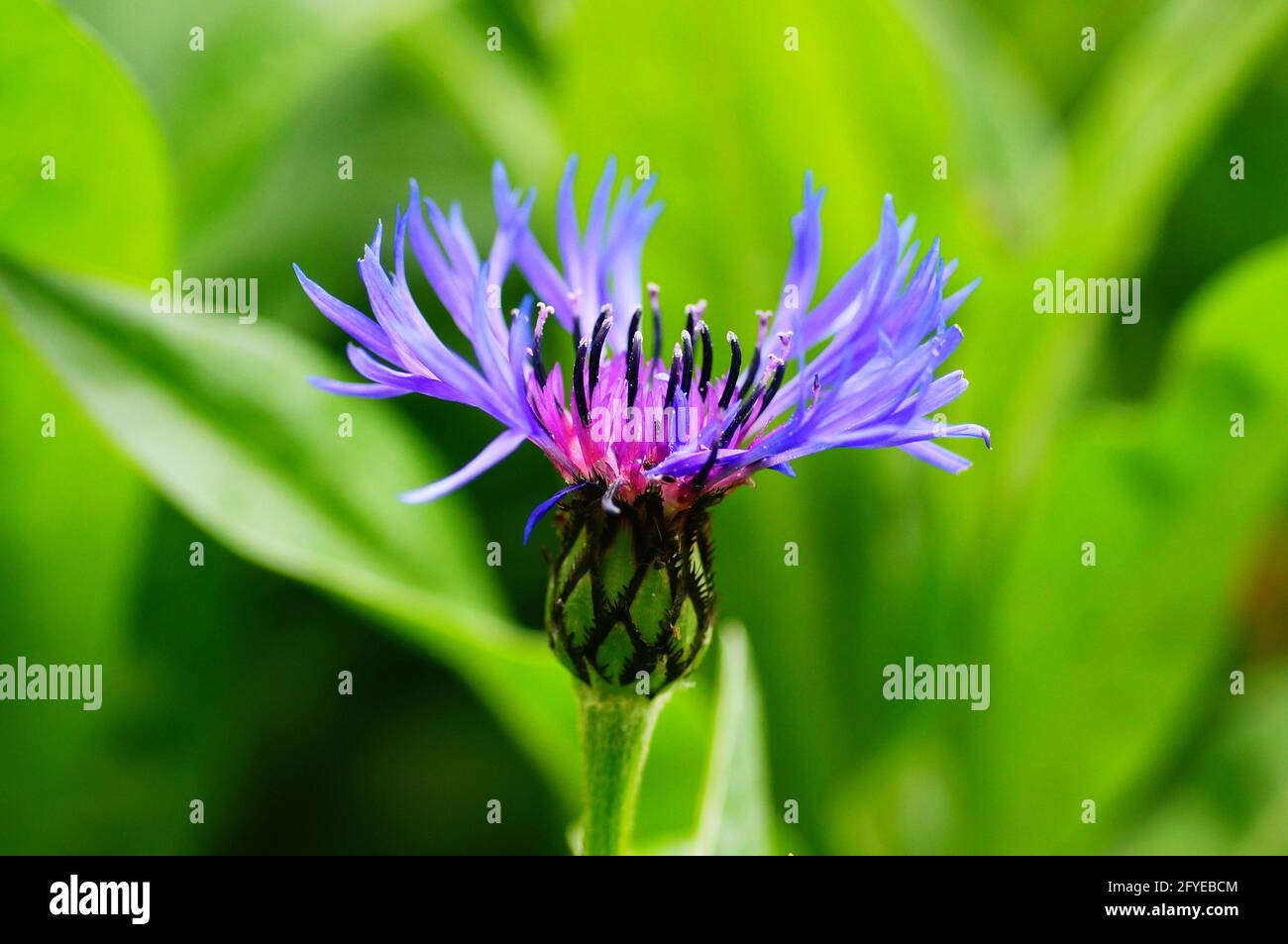 The flower of a garden form of the cornflower Stock Photo - Alamy