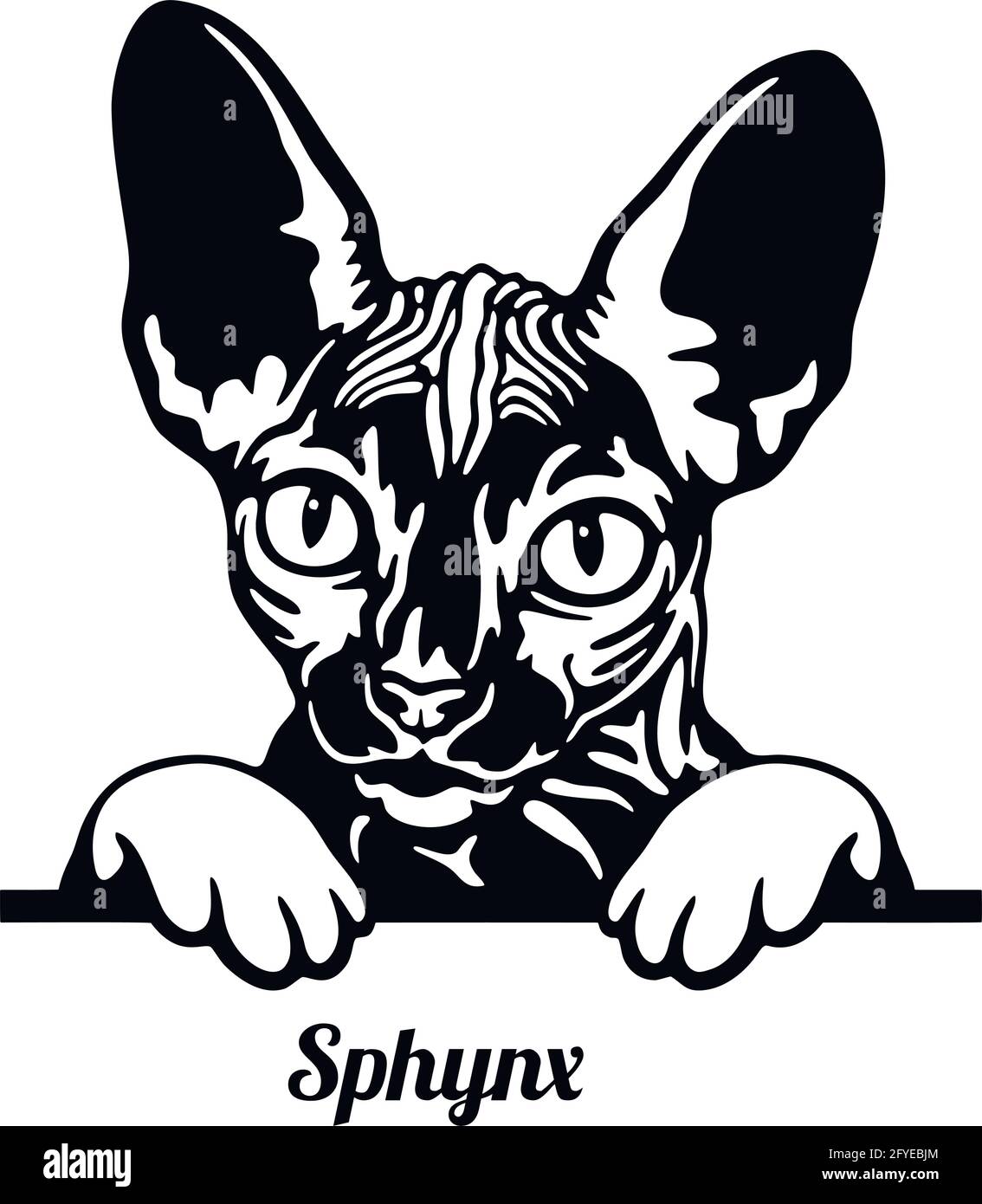 Sphynx Cat - Cat breed. Cat breed head isolated on a white background ...