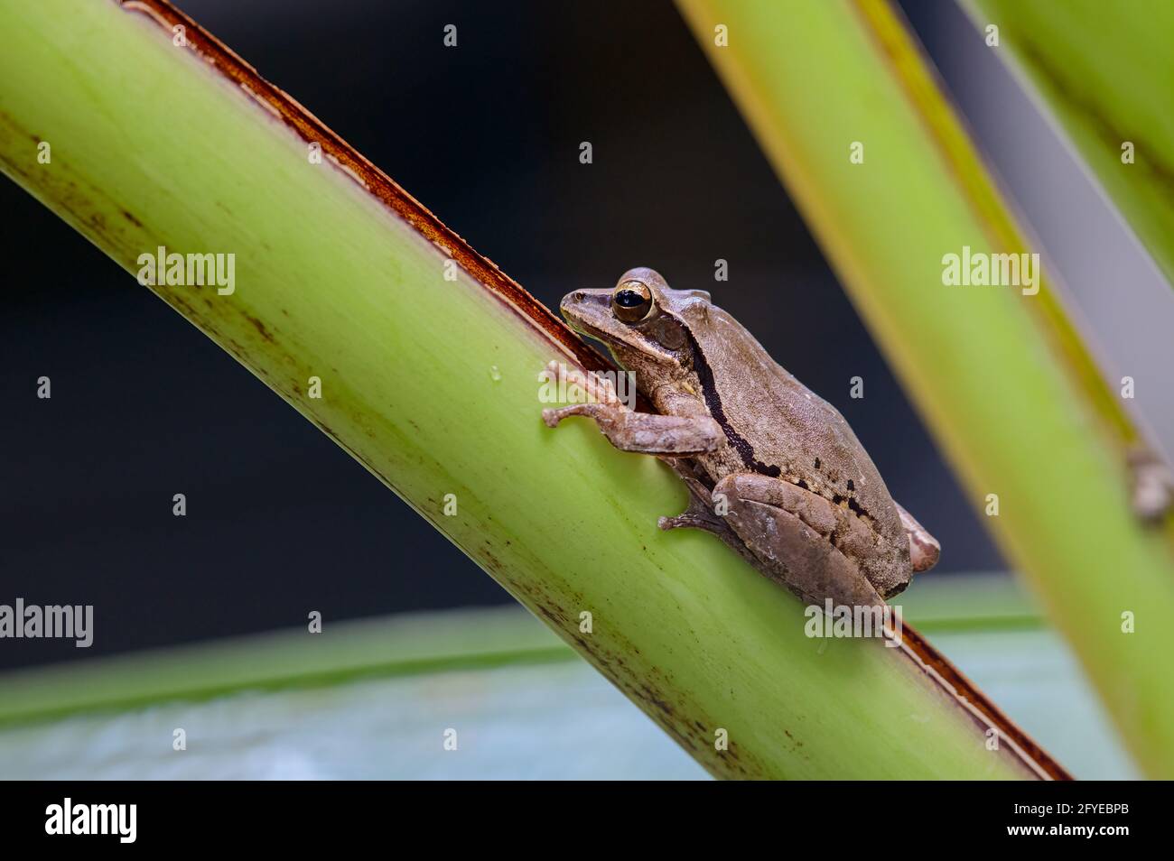 Indian frogs hi-res stock photography and images - Alamy