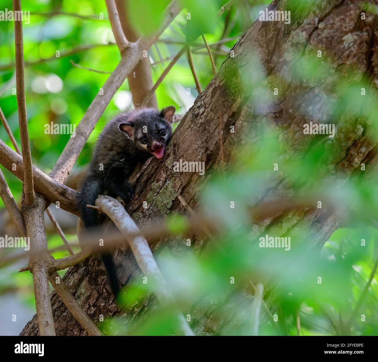 Asian palm civet cub on the trees, A tiny creature lost in the jungle ...