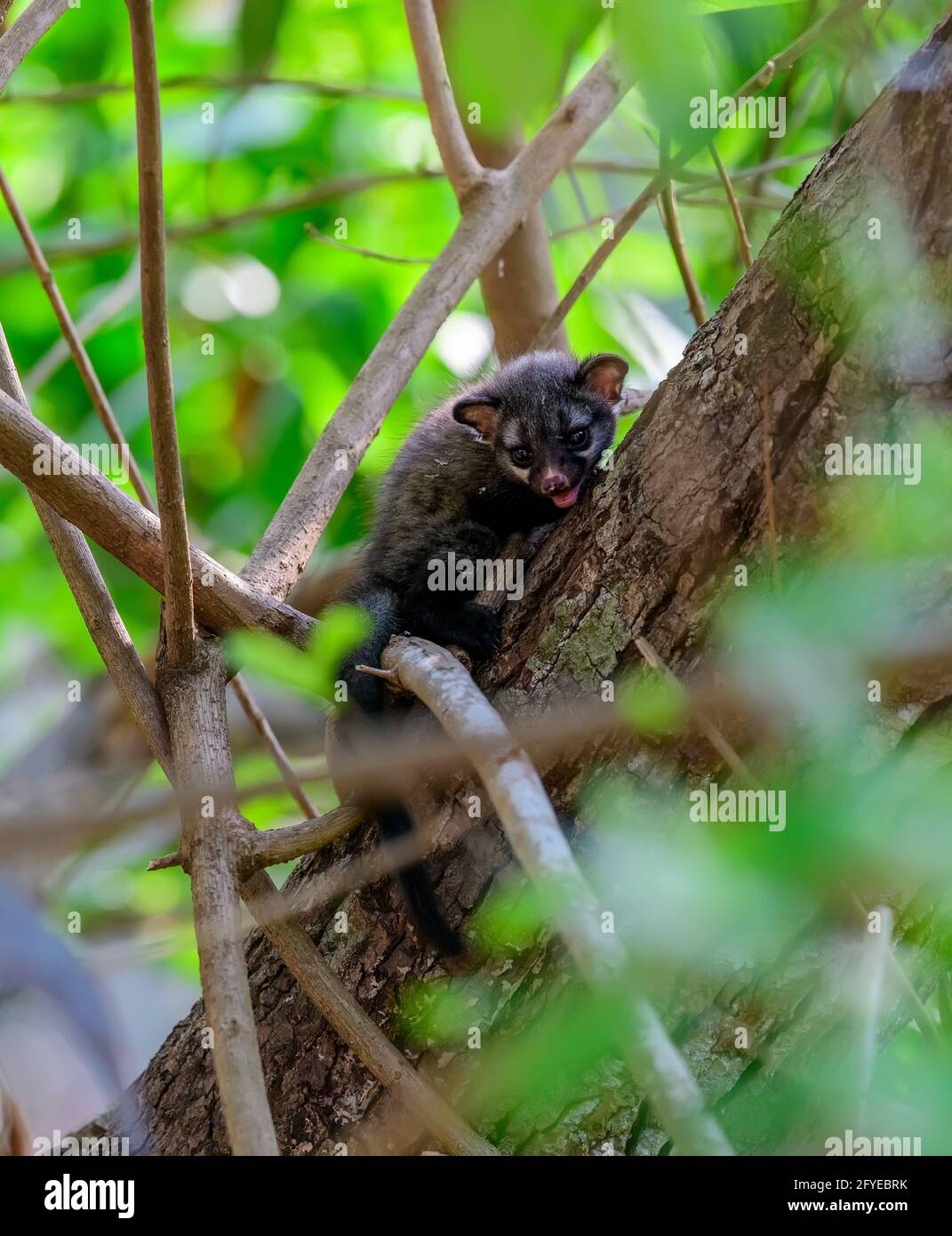 Asian palm civet cub on the trees, A tiny creature lost in the jungle ...