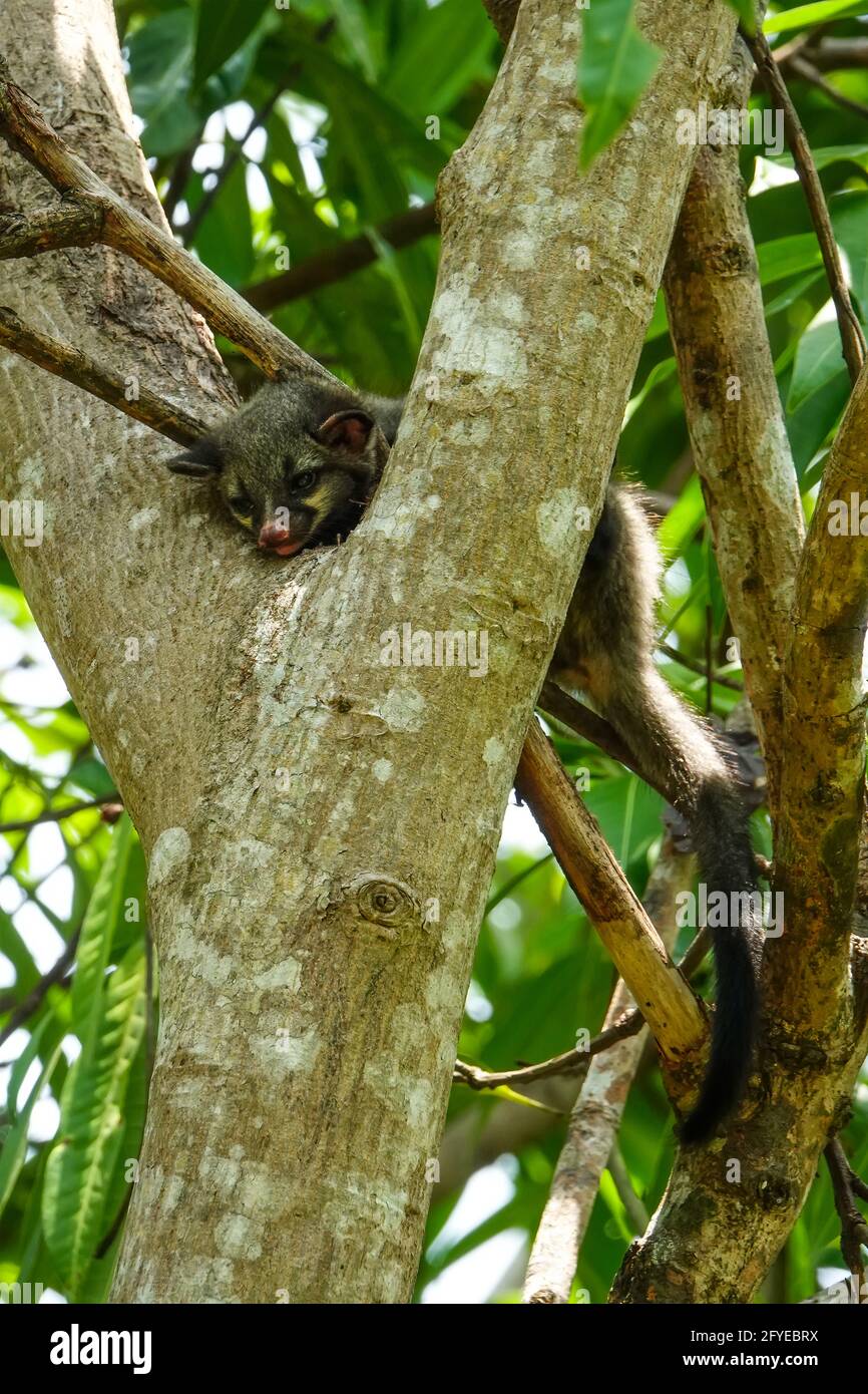 Asian palm civet cub on the trees, A tiny creature lost in the jungle ...
