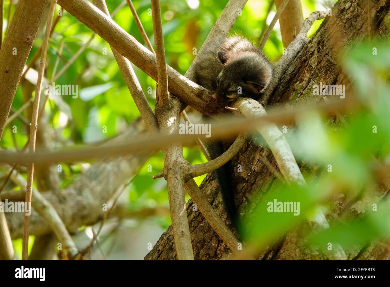 Asian palm civet cub on the trees, A tiny creature lost in the jungle ...