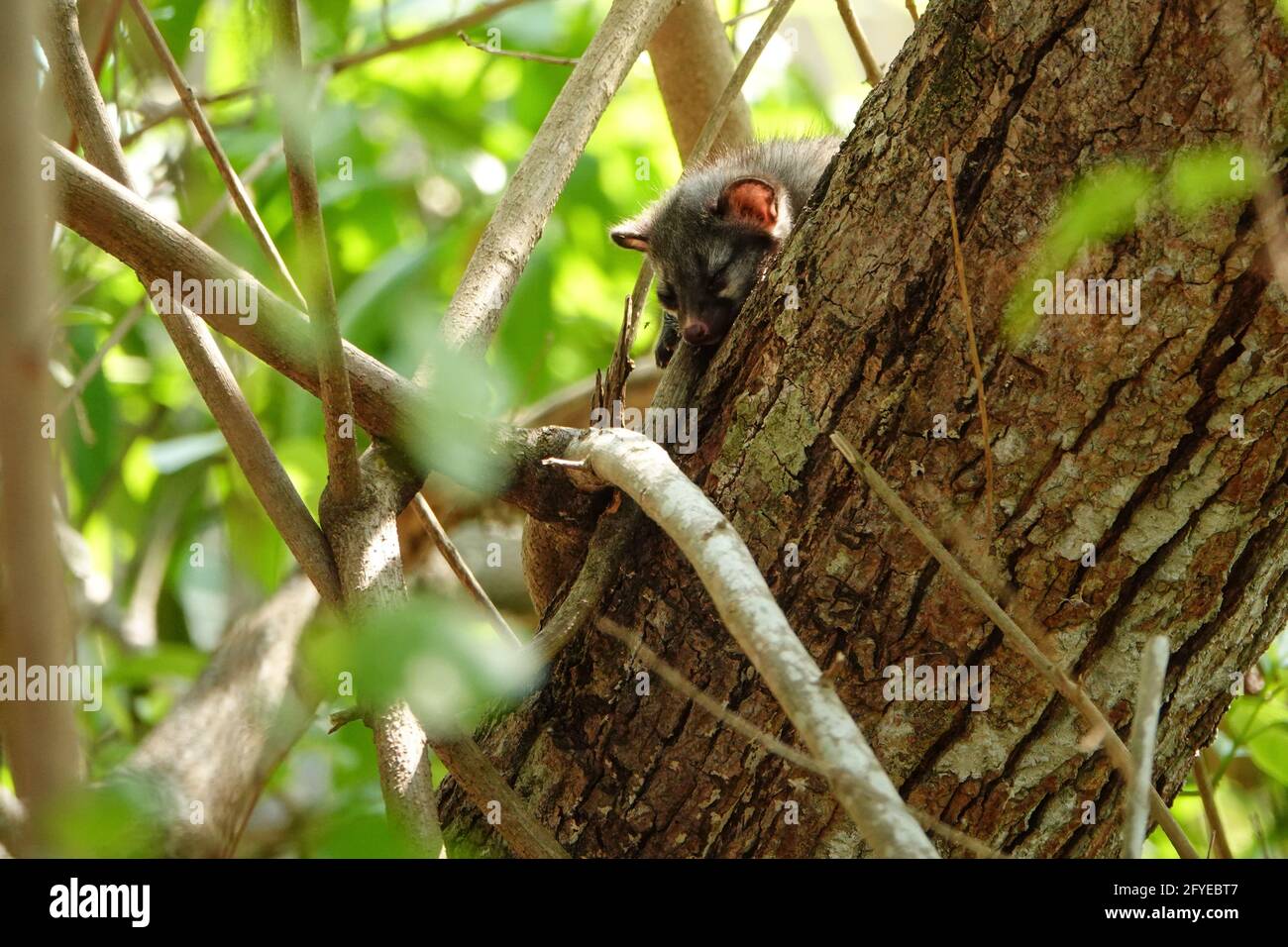 Asian palm civet cub on the trees, A tiny creature lost in the jungle ...