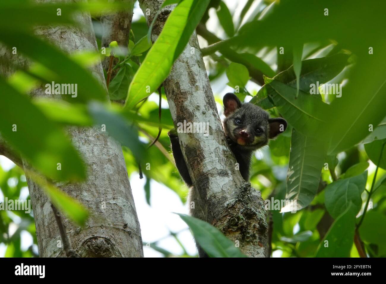 Small indian civet hi-res stock photography and images - Alamy