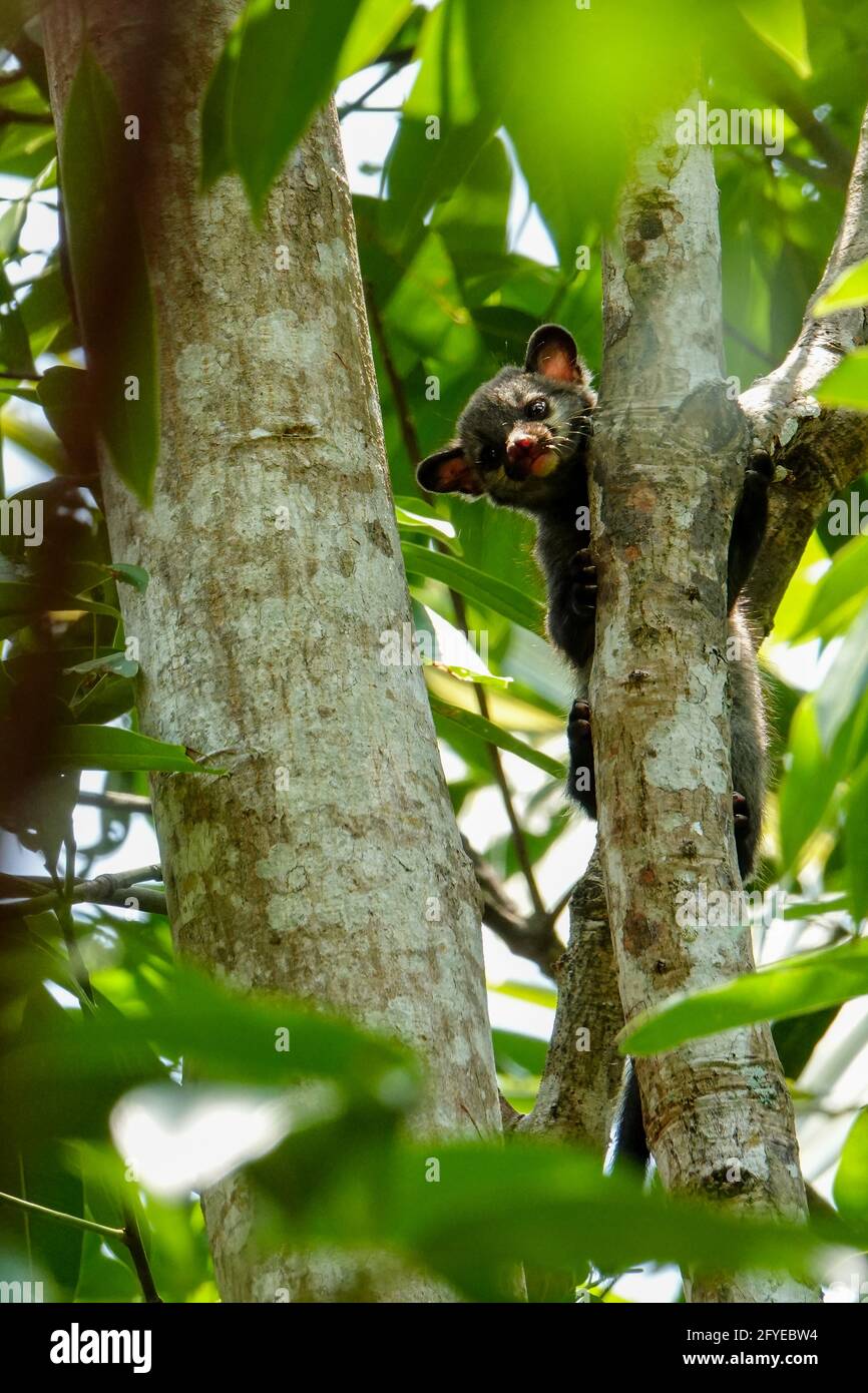 Asian palm civet cub on the trees, A tiny creature lost in the jungle ...
