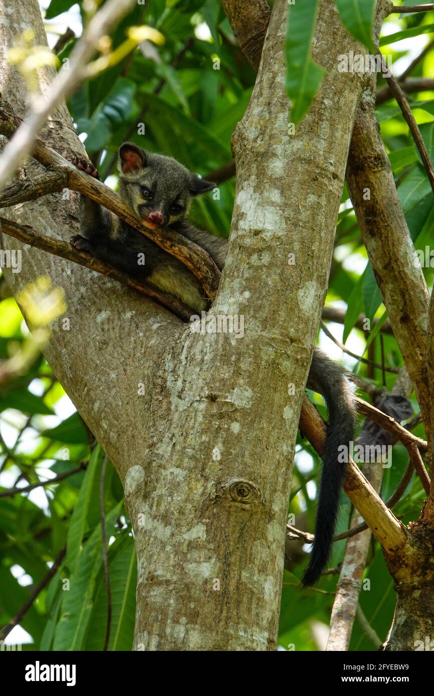 Asian palm civet cub on the trees, A tiny creature lost in the jungle ...