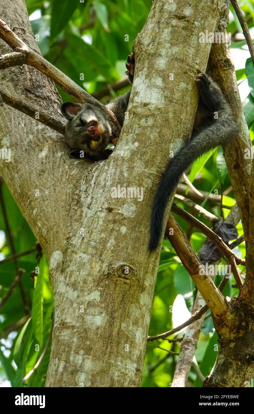 Asian palm civet cub on the trees, A tiny creature lost in the jungle ...